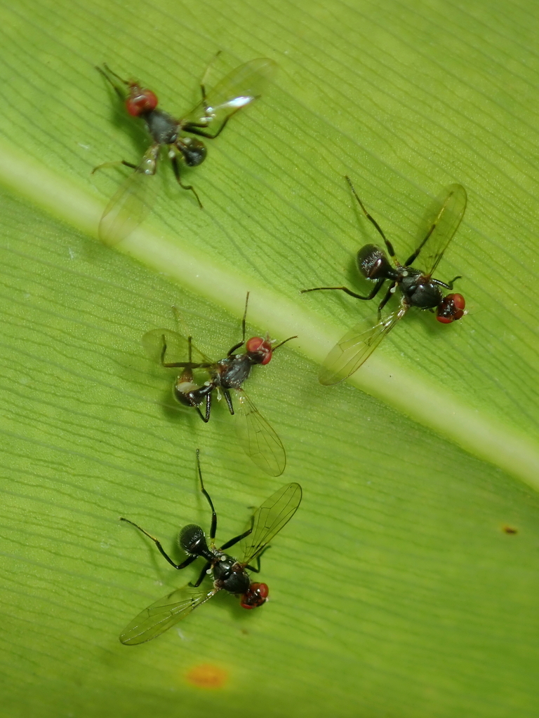 Richardiidae in July 2022 by Tsssss · iNaturalist