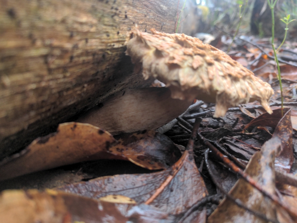 Boletellus in January 2024 by azmo · iNaturalist