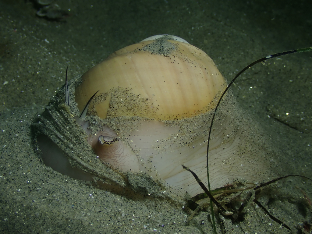 Lewis's Moon Snail from La Jolla Sores - The Canyon, San Diego County ...
