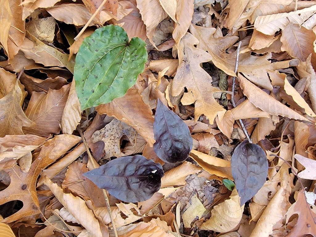 crane-fly orchid from Clifton, VA, USA on November 19, 2023 at 02:11 PM ...