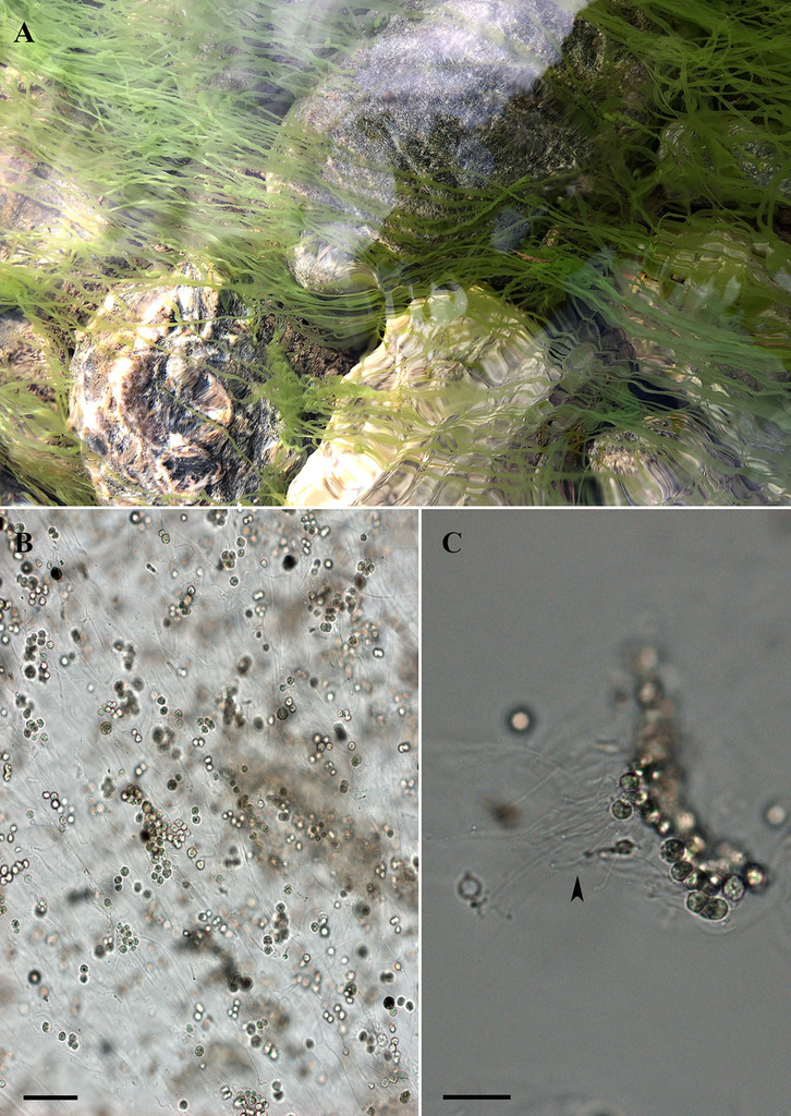 Tetraspora lubrica from Приуральский р-н, Ямало-Ненецкий автономный ...