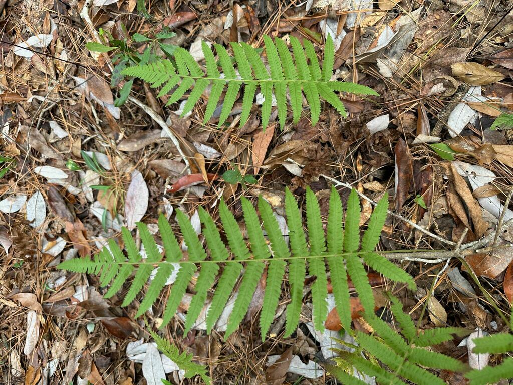 Widespread Maiden Fern from Jackson, Gulf Islands National Seashore ...