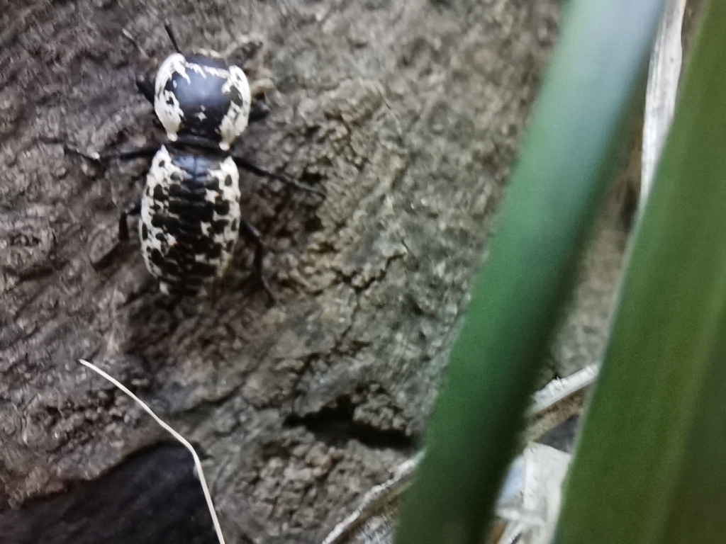 Zopherus nodulosus from Milpillas, 62387 Cuernavaca, Morelos, México on ...