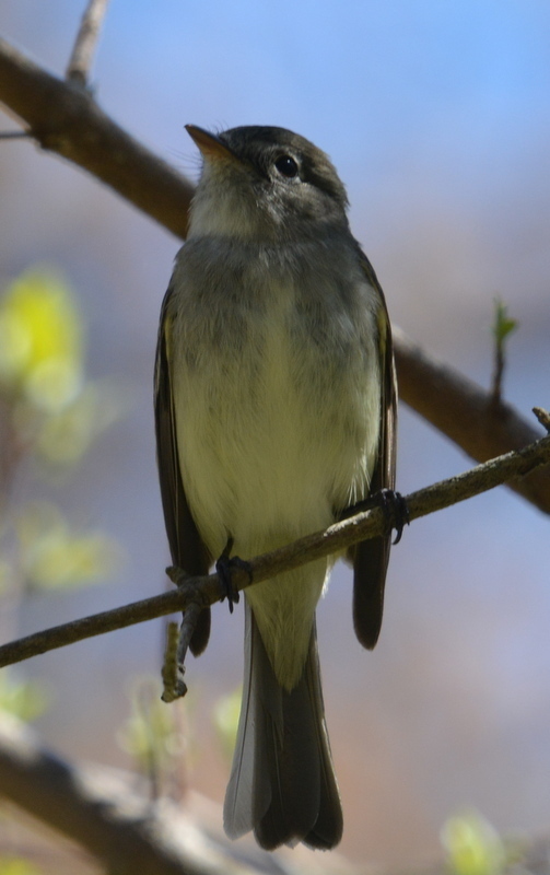 Eastern Wood-Pewee (MSPP Bird Survey ID Guide) · iNaturalist