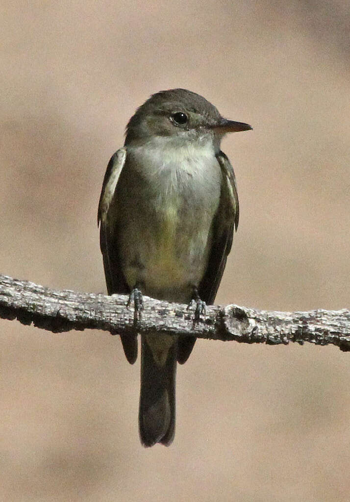 Eastern Wood-Pewee (MSPP Bird Survey ID Guide) · iNaturalist