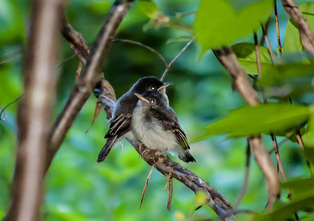 Eastern Wood-Pewee (MSPP Bird Survey ID Guide) · iNaturalist