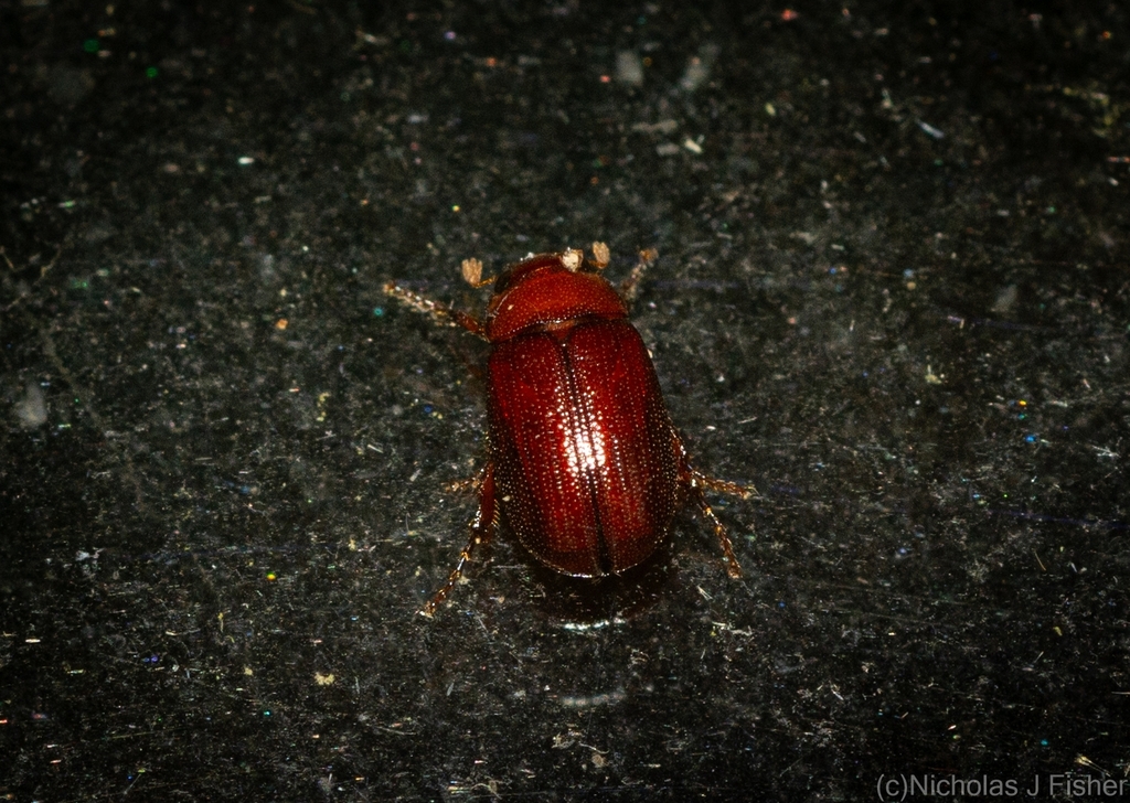 June Beetles from Tamborine Mountain QLD 4272, Australia on January 9 ...