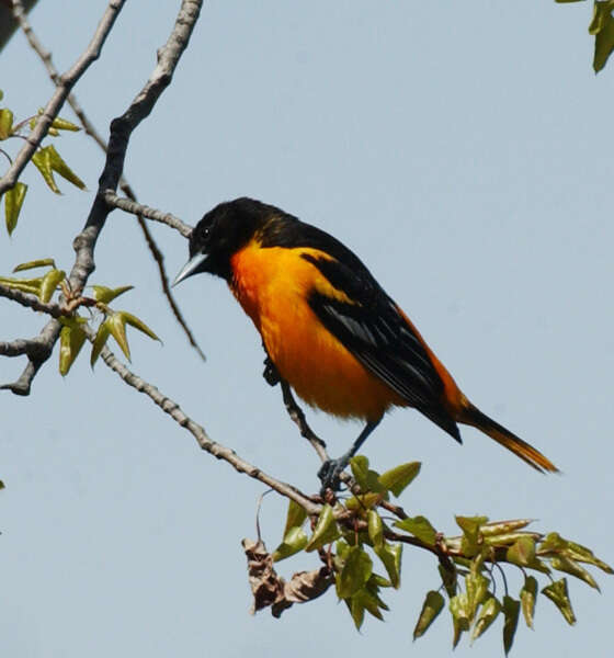 Baltimore Oriole (MSPP Bird Survey ID Guide) · iNaturalist Australia