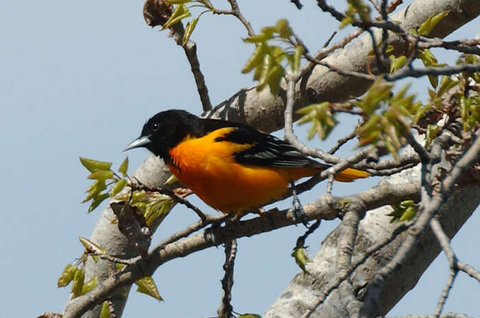 Baltimore Oriole (MSPP Bird Survey ID Guide) · iNaturalist