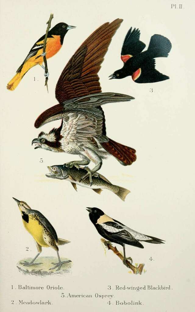 Baltimore Oriole (MSPP Bird Survey ID Guide) · iNaturalist