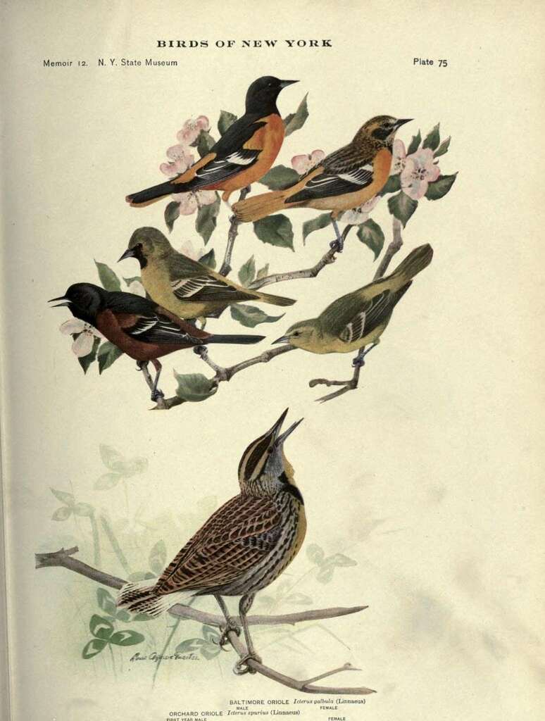 Baltimore Oriole (MSPP Bird Survey ID Guide) · iNaturalist