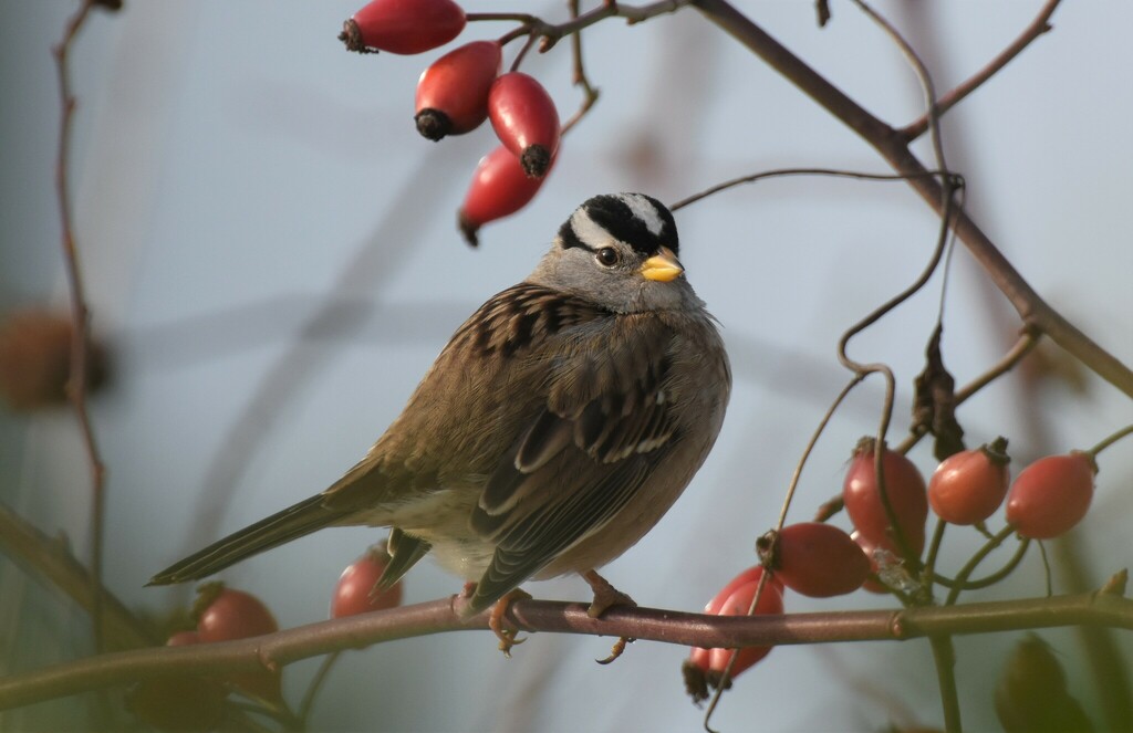 White-crowned Sparrow from North Vancouver, BC, Canada on December 30 ...