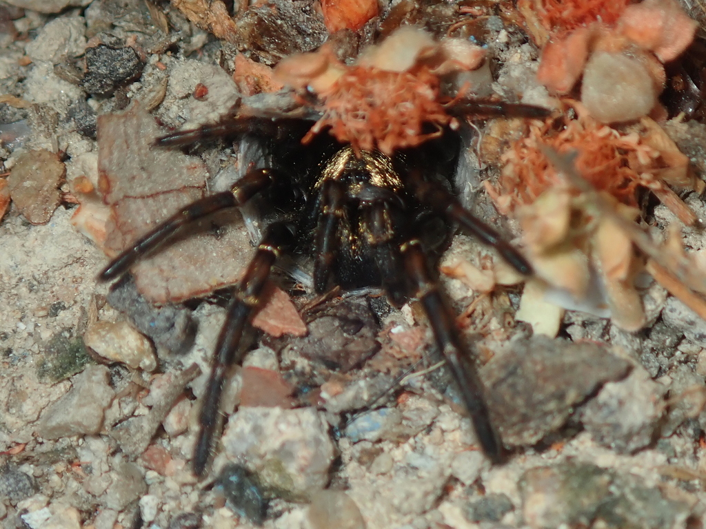 Goldeneye Wafer-lid Spiders in July 2022 by Tsssss · iNaturalist