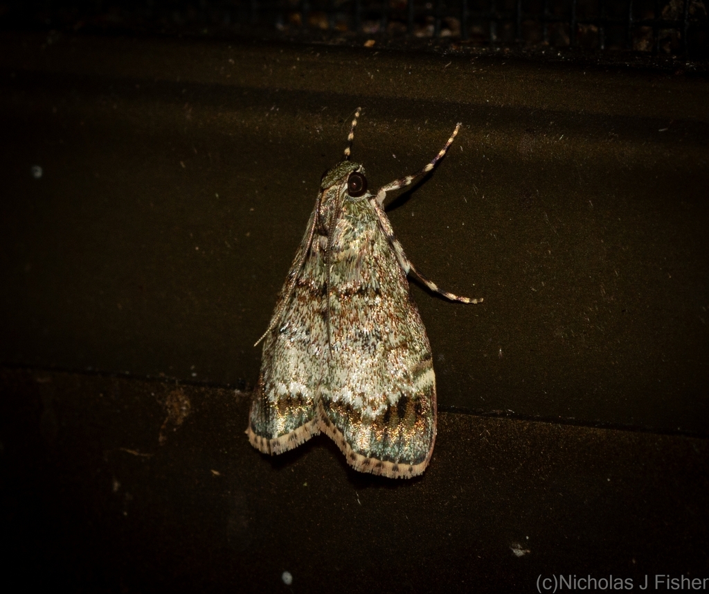 Stericta concisella from Tamborine Mountain QLD 4272, Australia on ...