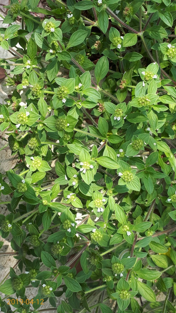 Florida Pusley from Garden Avenue, 70300 Seremban, Negeri Sembilan ...