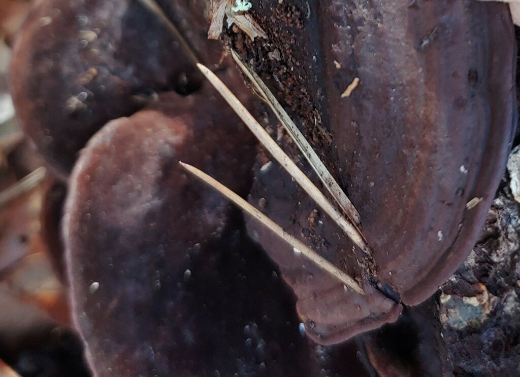 Nigroporus vinosus from Dekalb County, GA, USA on January 15, 2024 at ...
