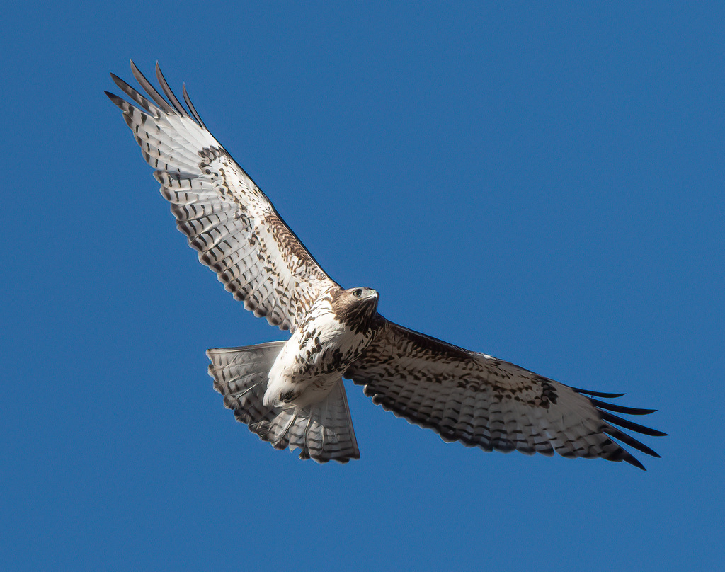 Red-tailed Hawk from Mesa, AZ, USA on January 14, 2024 at 03:07 PM by ...