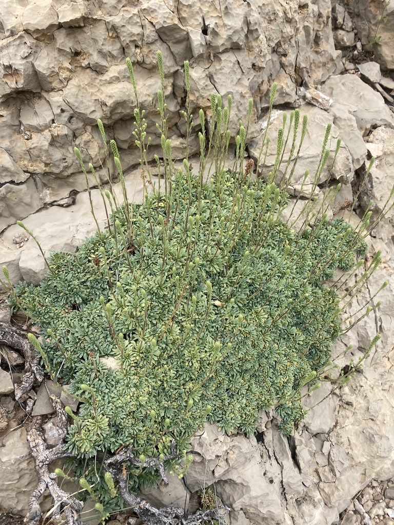 mat rock spiraea from Paulden, AZ, USA on August 8, 2023 at 02:11 PM by ...