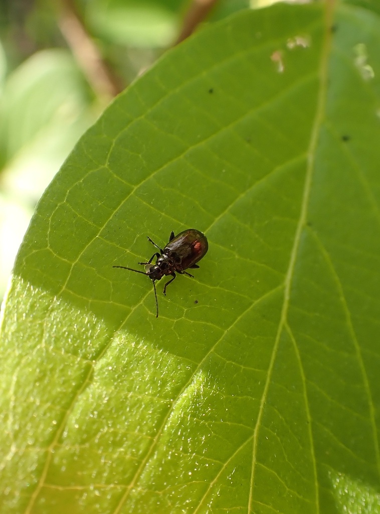Leaf Beetles and Allies from Southwest Calgary, Calgary, AB, Canada on ...