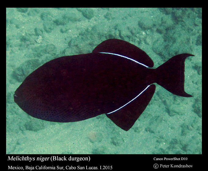 Black Triggerfish (Melichthys niger) - Marine Life Identification