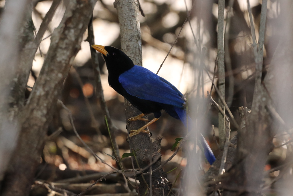 Purplish-backed Jay from Cerritos, 82112 Mazatlán, Sin., México on ...