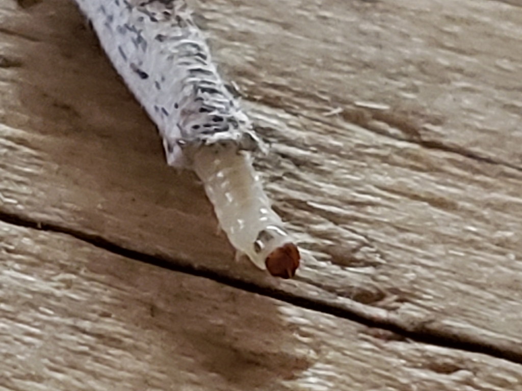 Case-bearing Clothes Moth from Massey Acres on January 15, 2024 at 04: ...