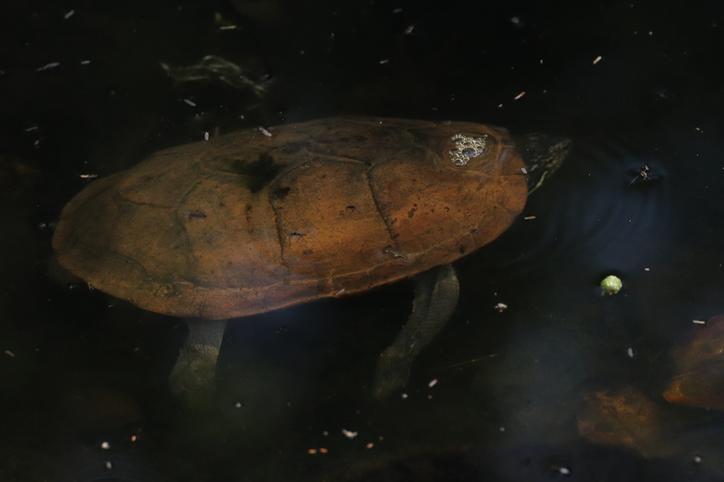 Mexican Mud Turtle from Cerritos, 82112 Mazatlán, Sin., México on ...