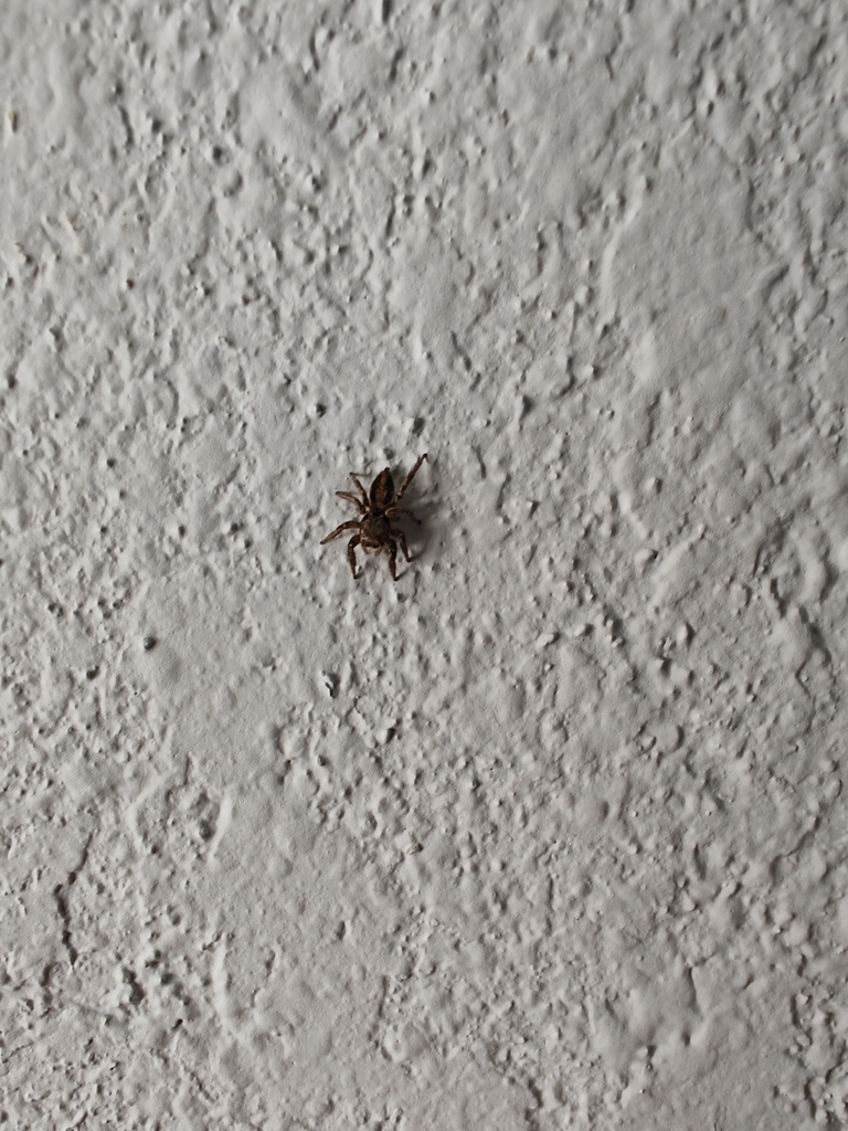 Typical Jumping Spiders from Niles, Fremont, CA 94536, USA on January ...