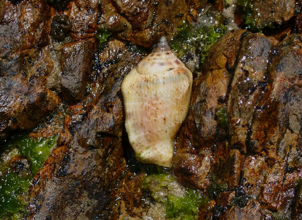 Variable Stromb from Woolgoolga NSW 2456, Australia on January 14, 2024 ...