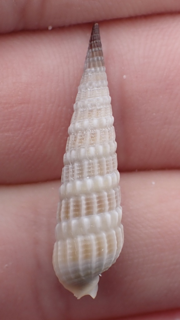 Eastern Auger from Anna Maria Island, FL, US on January 15, 2024 at 01: ...