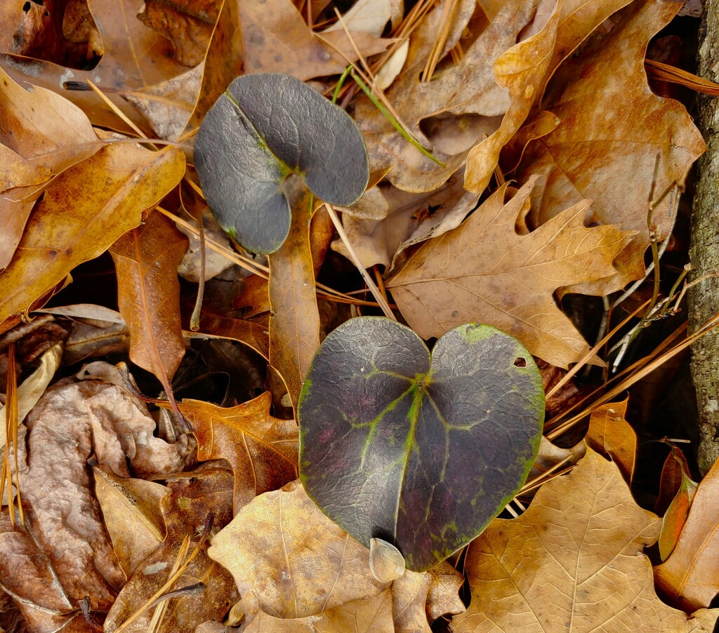 little heartleaf from Dekalb County, GA, USA on January 15, 2024 at 10: ...