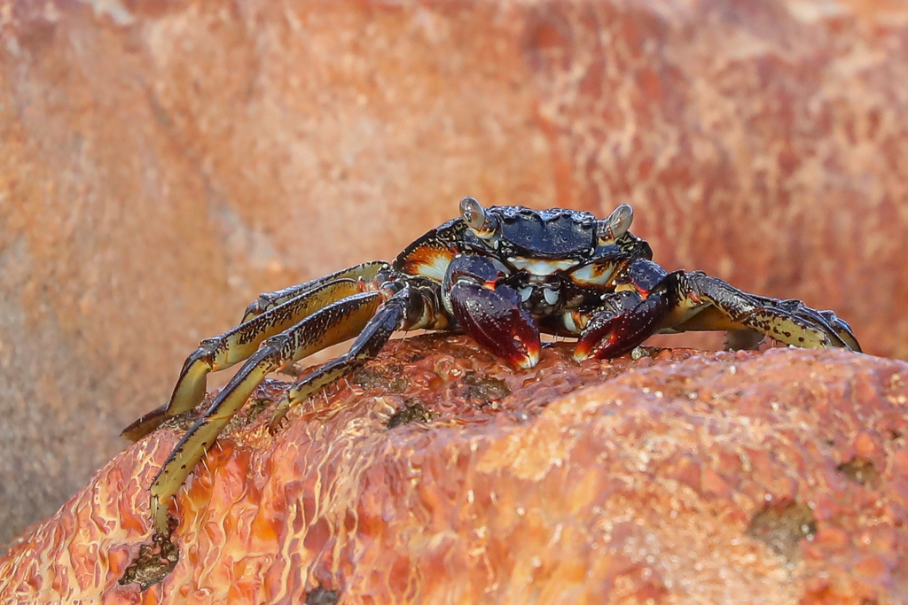 Thin-shelled Rock Crab from Kauai County, HI, USA on January 15, 2024 ...