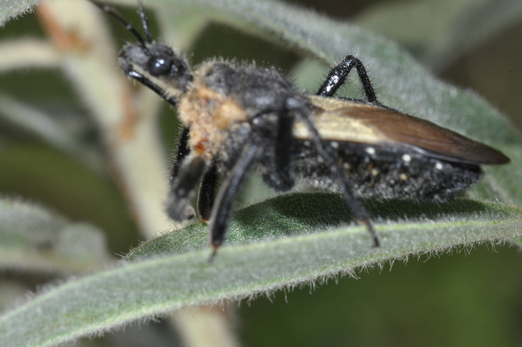 Bee Assassins from Punilla Department, Córdoba Province, Argentina on ...