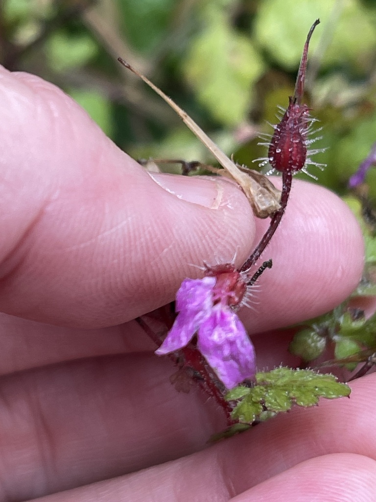 Herb Robert from Wunderlich Park, Redwood City, CA, US on January 15 ...