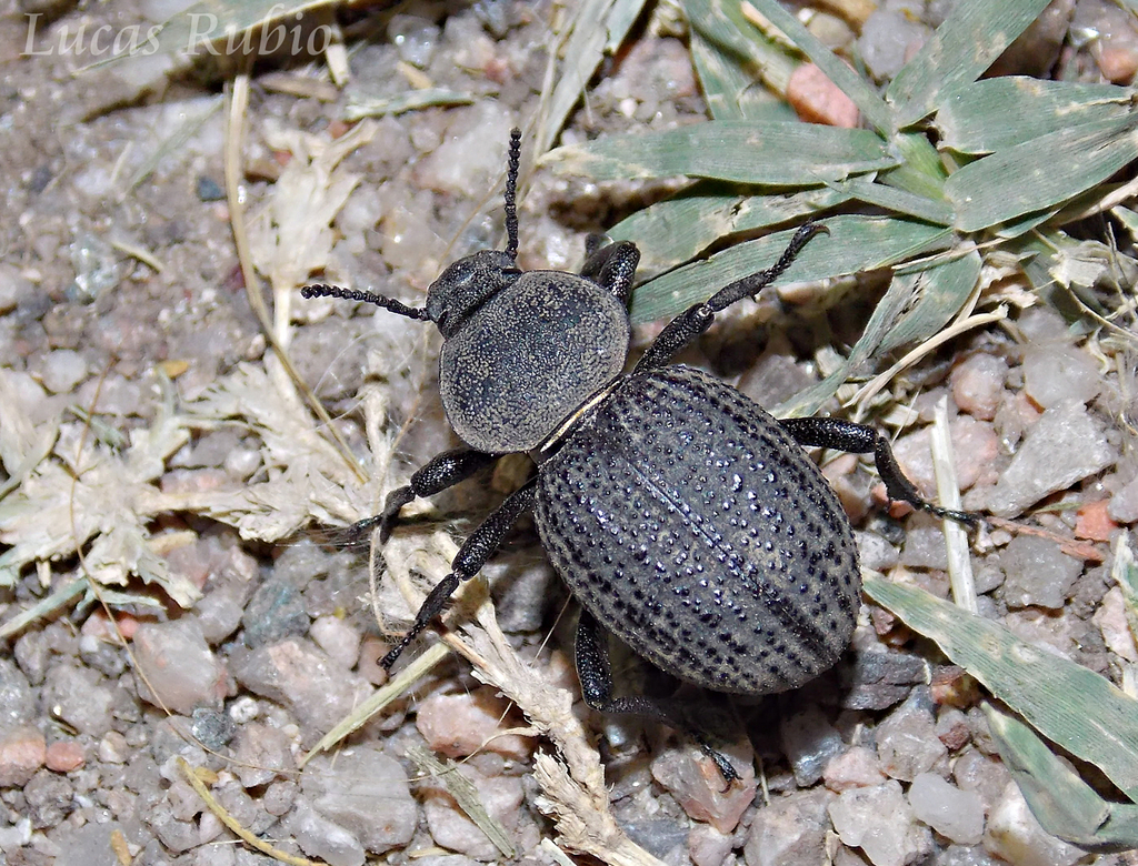Scotobius granosus from Capilla del Monte, Córdoba, Argentina on ...