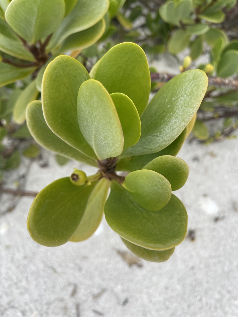 coastal inkberry from Long Key, St. Pete Beach, FL, US on January 15 ...
