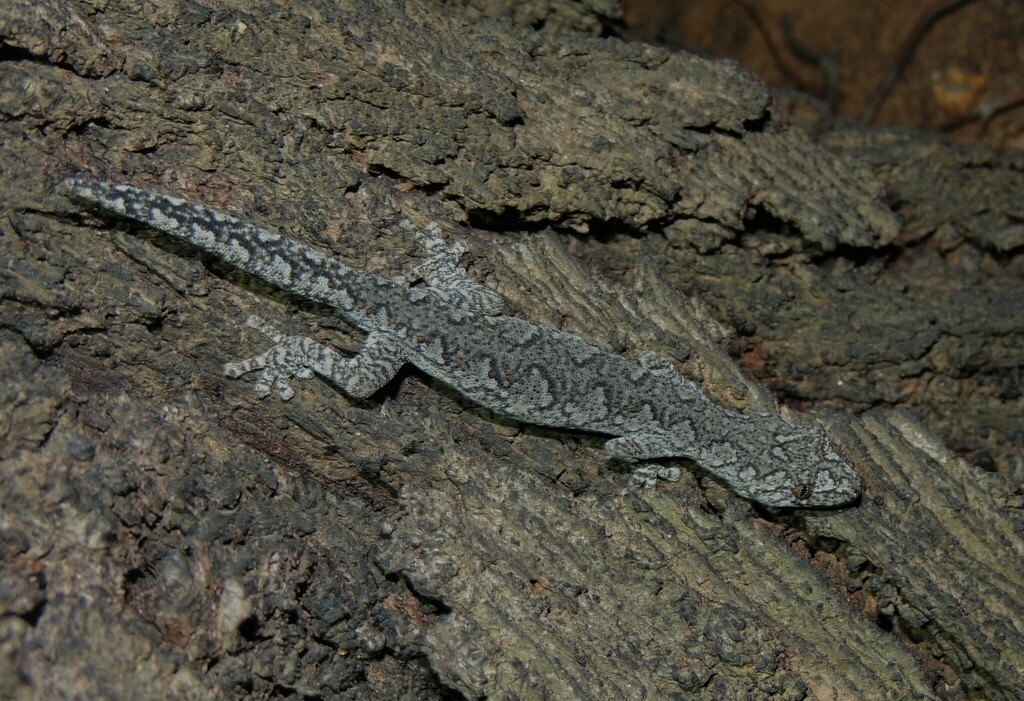 Southern Spiny-tailed Gecko from Wyalong NSW 2671, Australia on January ...