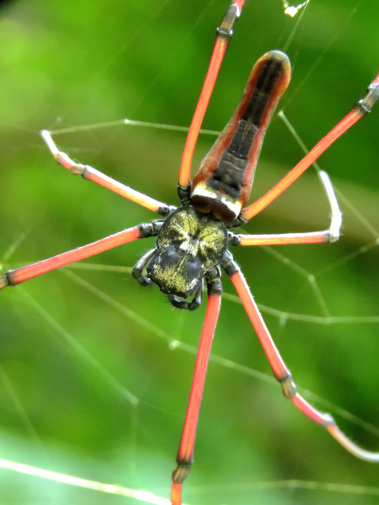 Giant Wood Spiders from 300台灣新竹市 on March 29, 2019 at 11:33 AM by 大俠 ...