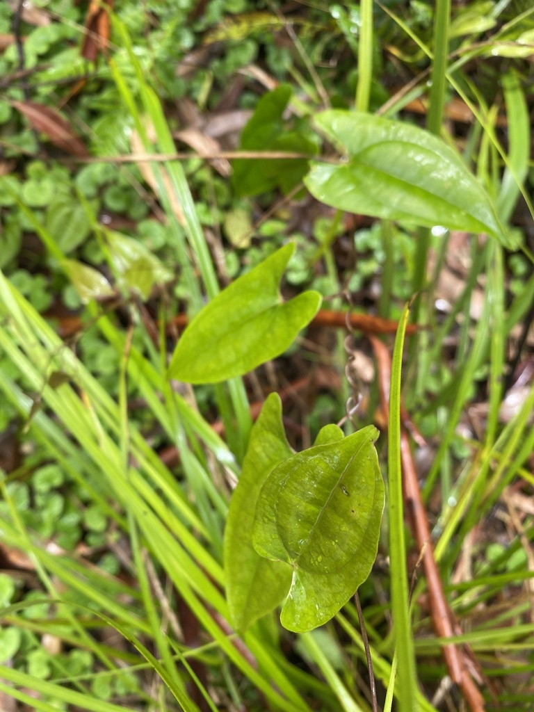 Common Yam Vine from Lamington National Park, Binna Burra, QLD, AU on January 16, 2024 at 09:08 ...