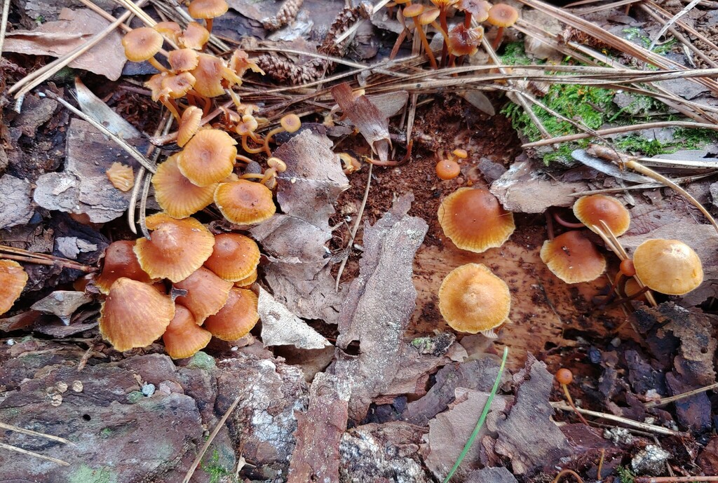 Xeromphalina from Dekalb County, GA, USA on January 15, 2024 at 10:56 ...