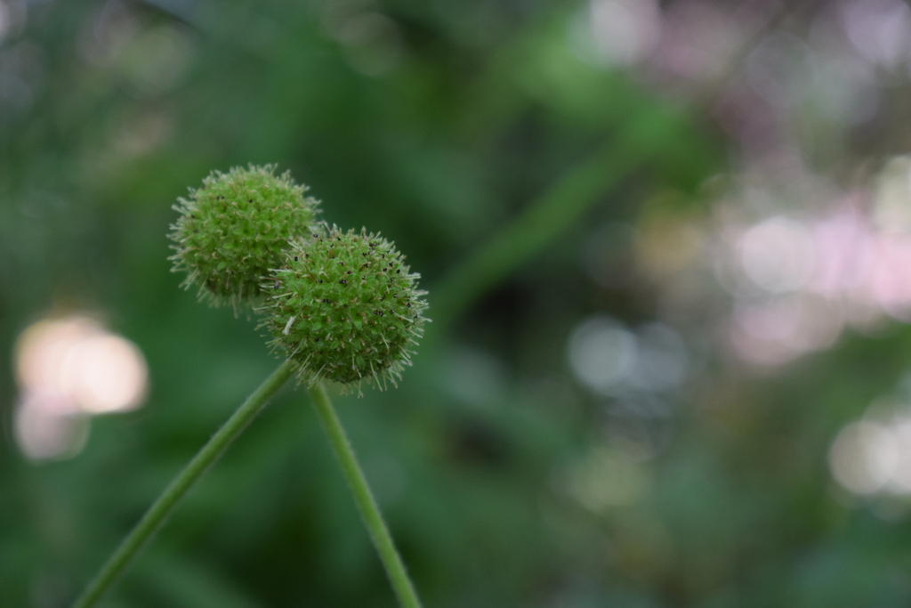 Bidibid from Huiliches, Neuquén, Argentina on January 8, 2024 at 04:24 ...