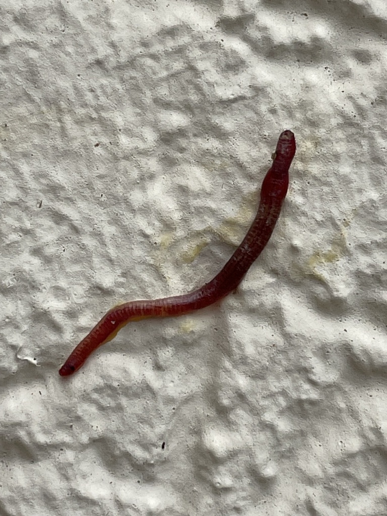 Redworm in January 2024 by tolvay family · iNaturalist
