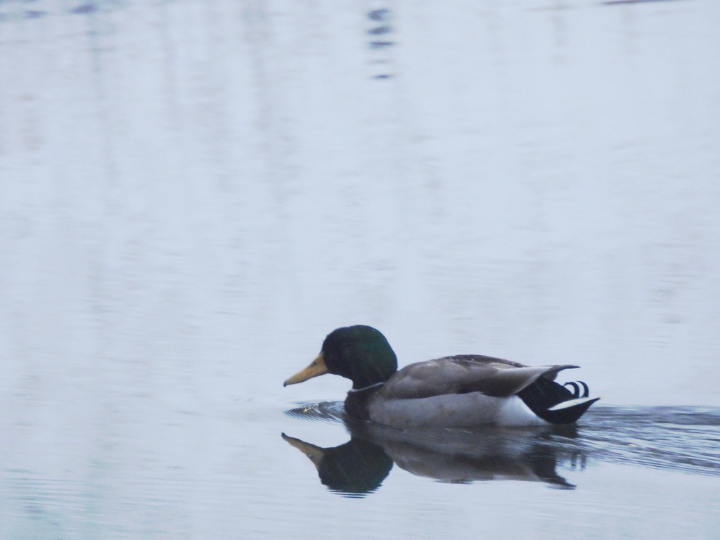 Mallard from Maple Lawn, Fulton, MD 20759, USA on January 15, 2024 at ...