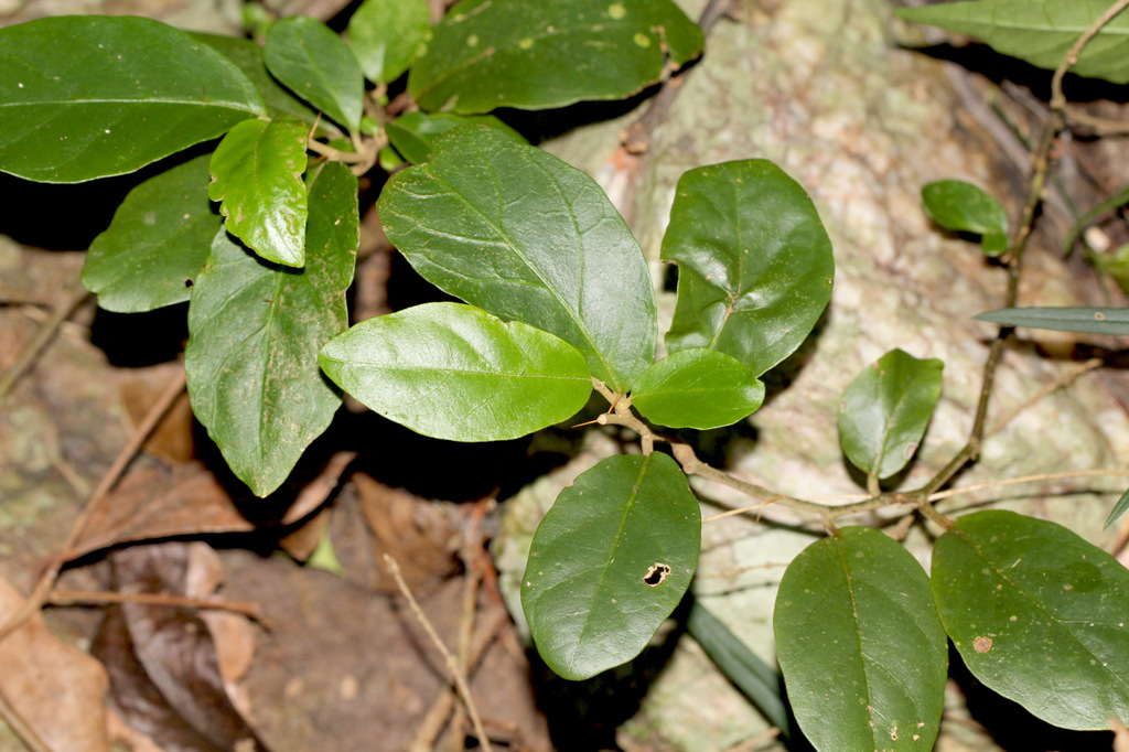Claoxylon australe from Bahrs Scrub QLD 4207, Australia on April 20 ...