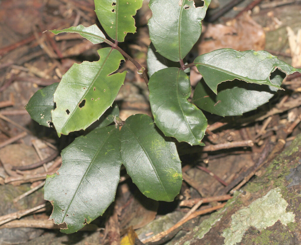 Native Grape from Bahrs Scrub QLD 4207, Australia on April 20, 2013 at ...