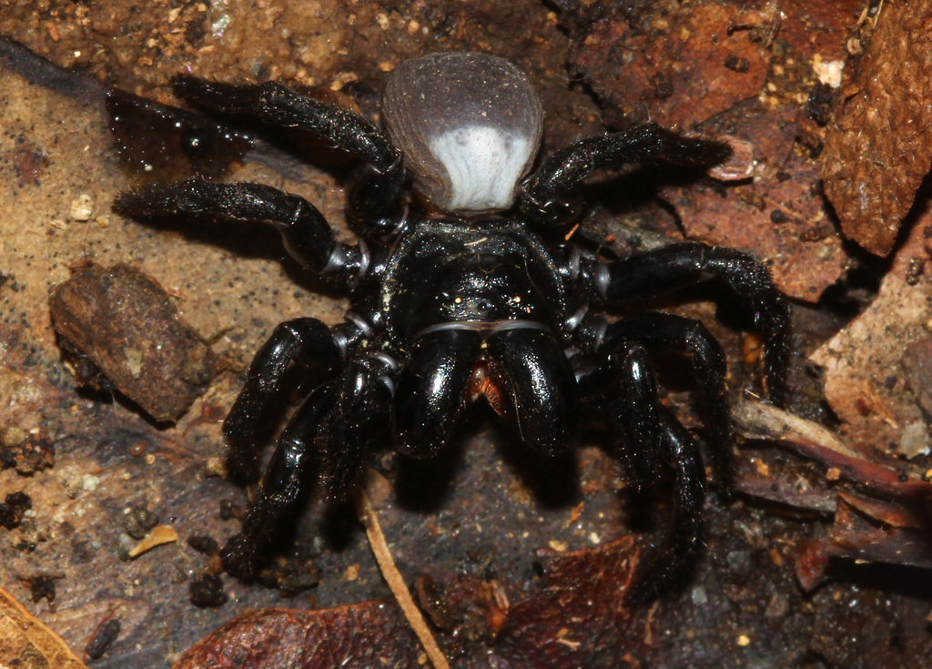 Eastern Mouse Spider from Bonville NSW 2450, Australia on February 16 ...