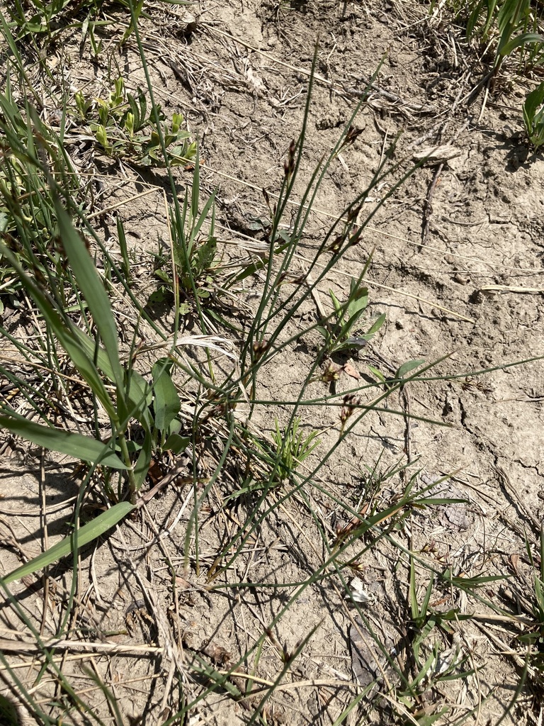 Baltic Rush from Division No. 6, Alberta, Canada on May 27, 2023 at 02:49 PM by pbulman ...