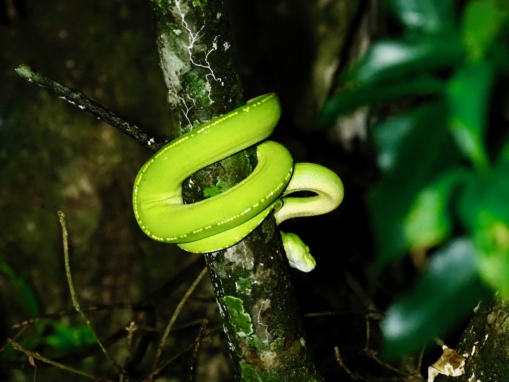 Southern Green Python from Iron Range QLD, Australia on March 4, 2023 ...