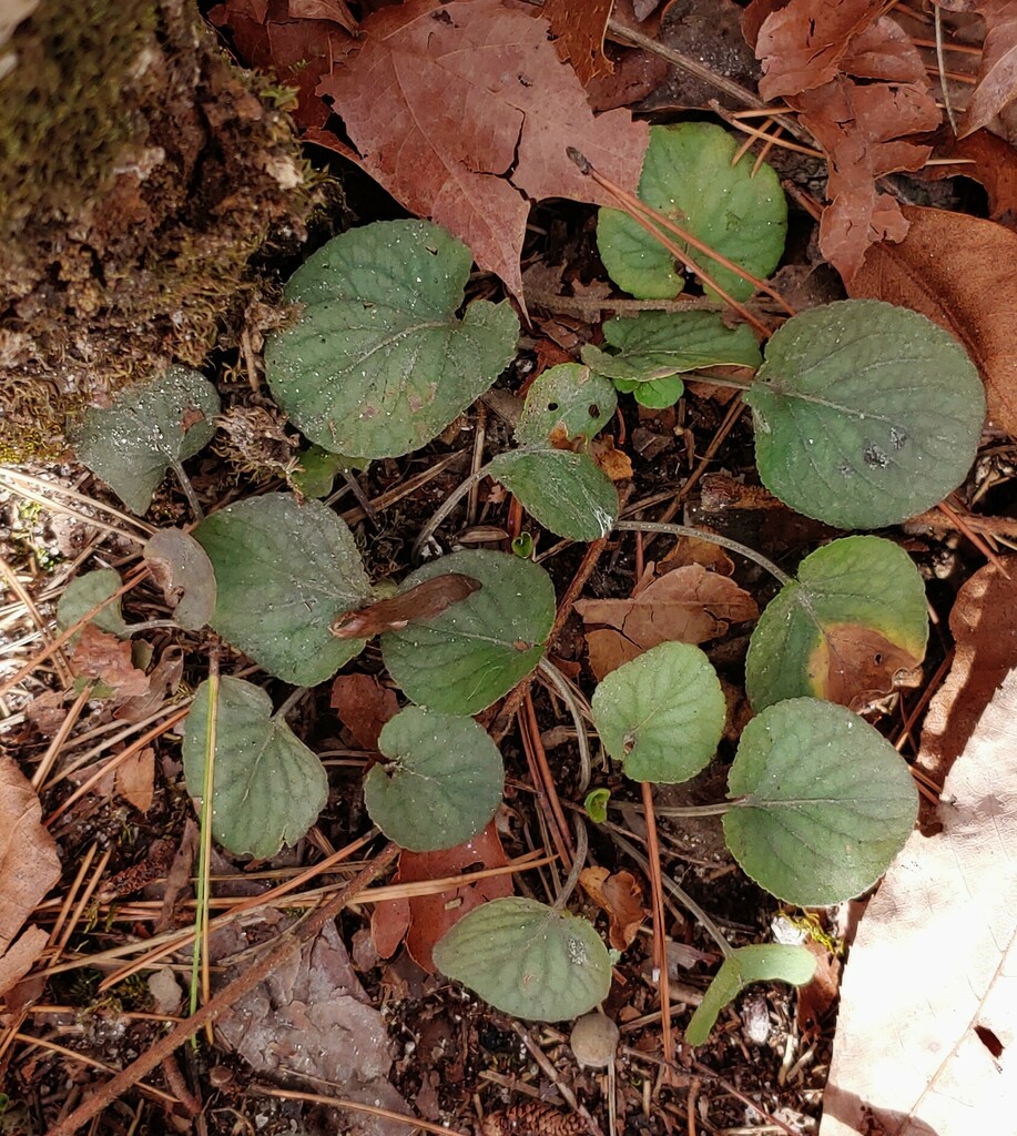 Prostrate blue violet from Dekalb County, GA, USA on January 15, 2024 ...