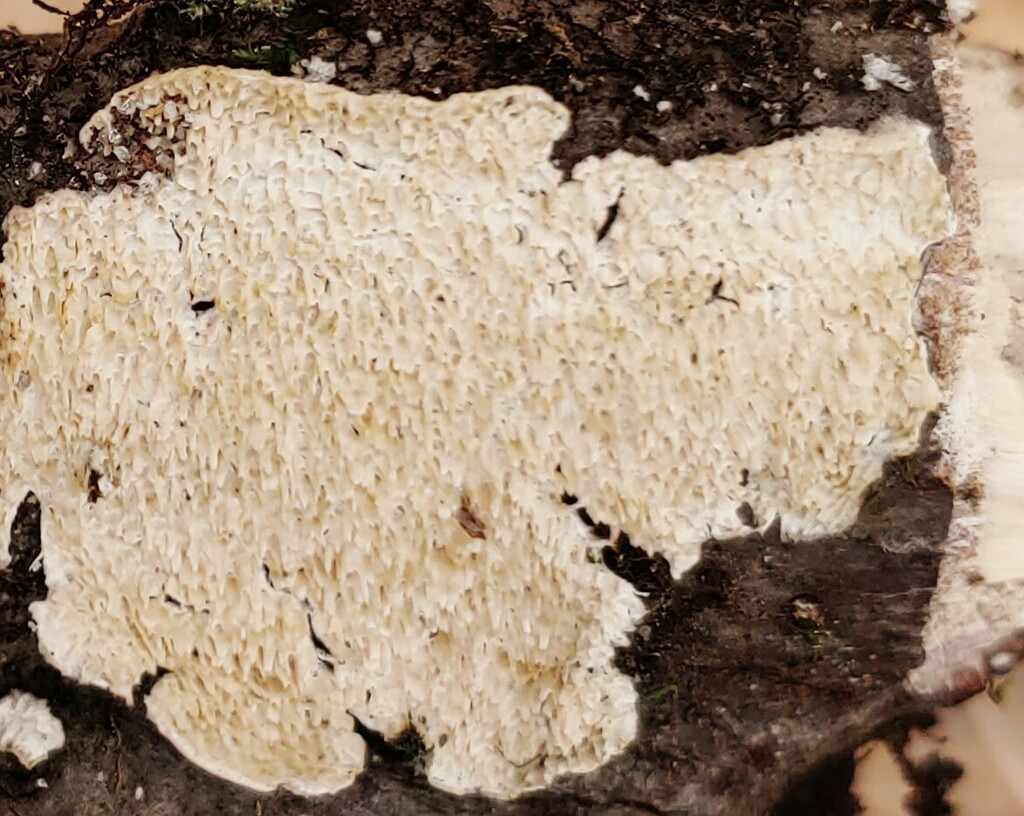 Milk-white Toothed Polypore from Dekalb County, GA, USA on January 15 ...